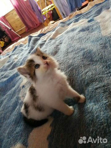 Котенок Мишка, мальчик