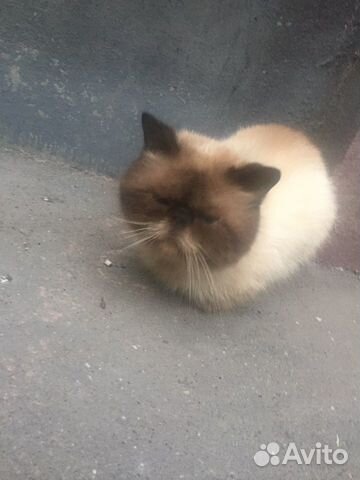 Шикарный экзот, которого предали, в добрые руки
