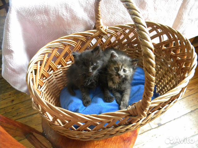 Котята. Черный котик и черепаховой окраски кошечка