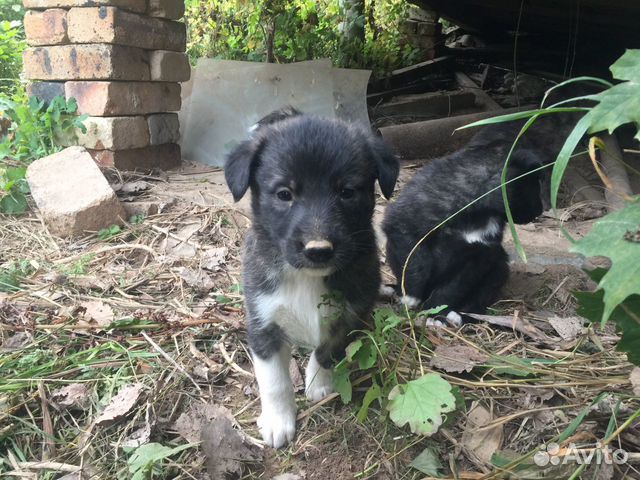 Щеночек в добрые руки. Бесплатно