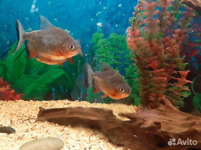 Пираньи травоядные Паку