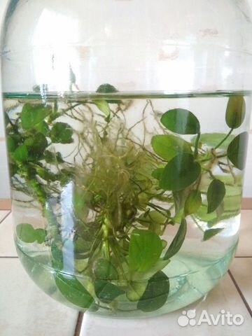 Трава для аквариума
