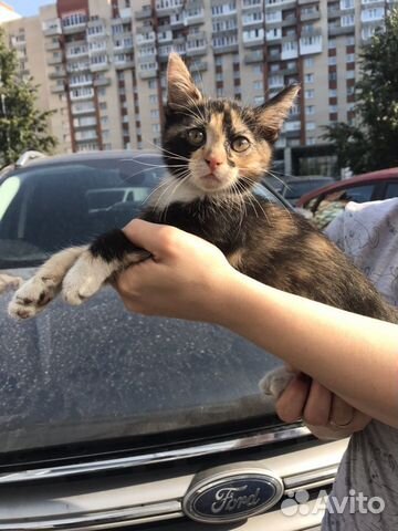 Котёнок в добрые руки бесплатно