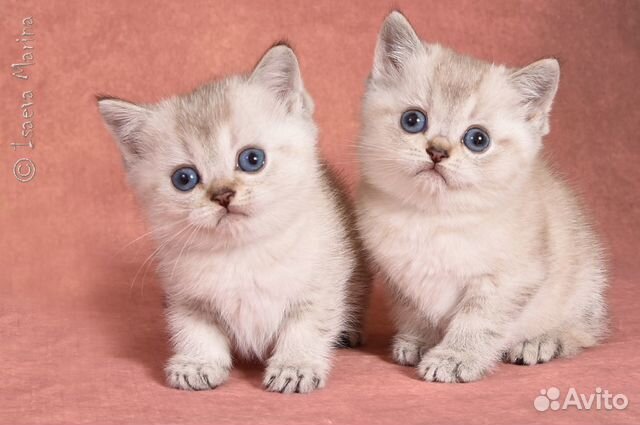 Предлагаются котята страйты с голубыми глазами