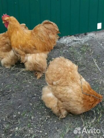 Петух Виандот.Семьи