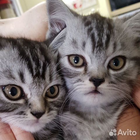 Котята Шотландцы+Британцы