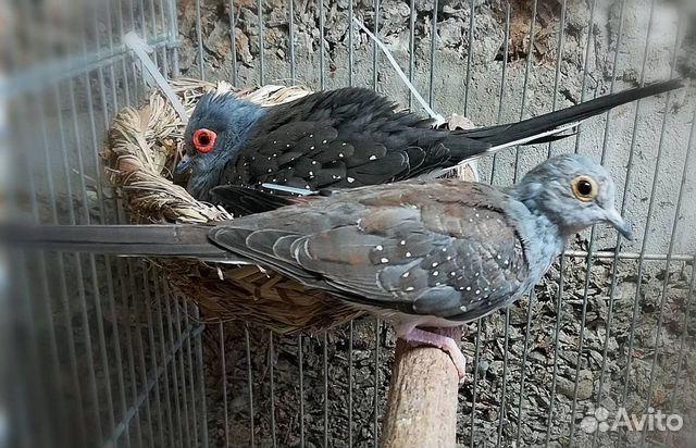 Птенцы бриллиантовой горлицы