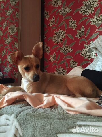 Маленькая собачка