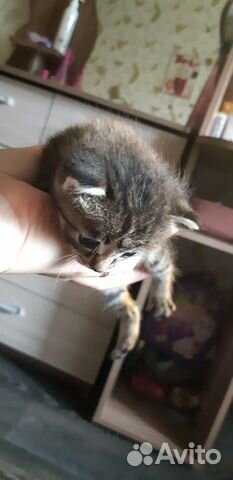 Котята на пристрой