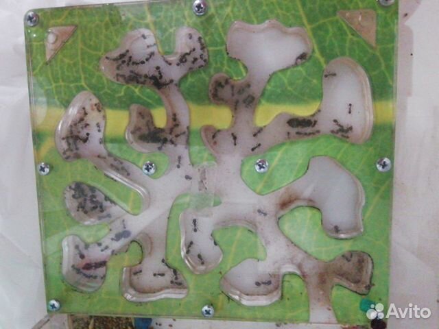 Продам муравьиную ферму