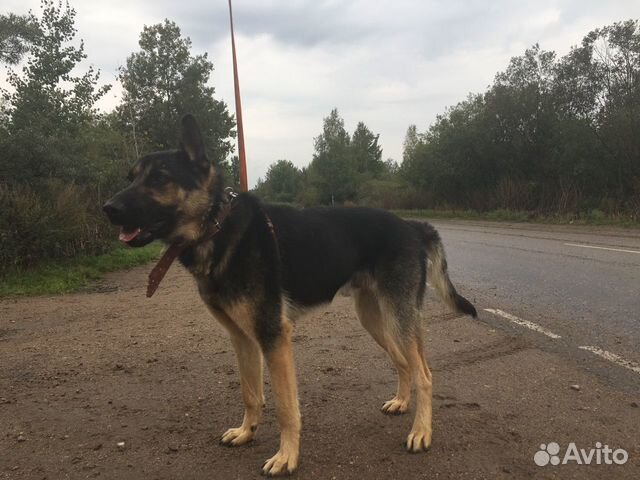 Молодой послушный пёс