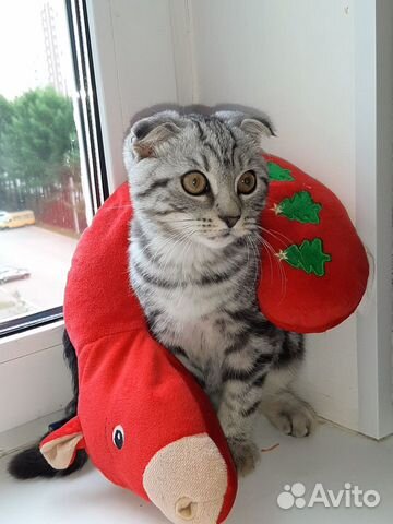 Шотландский кот