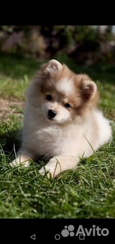 Шпиц девочка бело рыжая