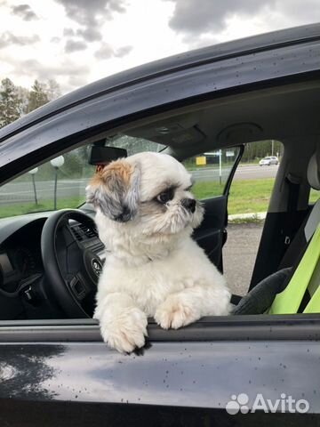 Вязка Шитцу