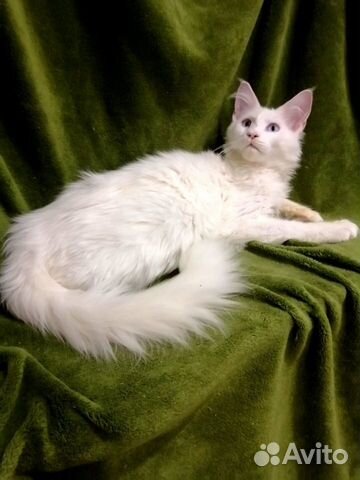 Голубоглазый котик мейн кун