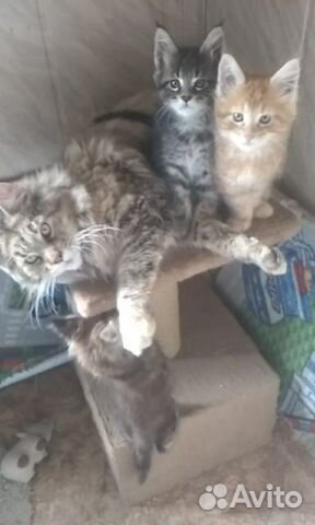 Котята мейнкуна