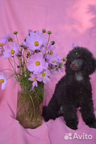 Кобель Шоколадного окраса