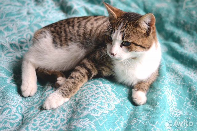 2 замечательных котенка