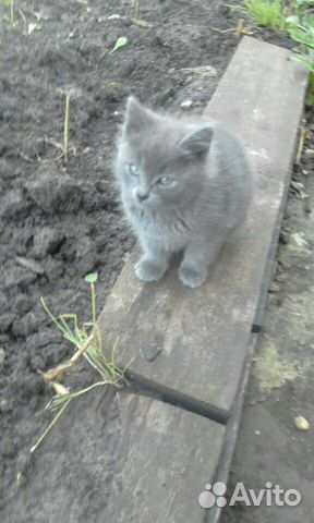 Которебенок ищет своих родителей