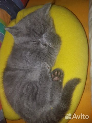 Британская кошечка