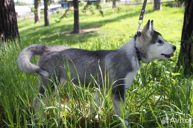 Отдадим щенка-подростка на особых условиях
