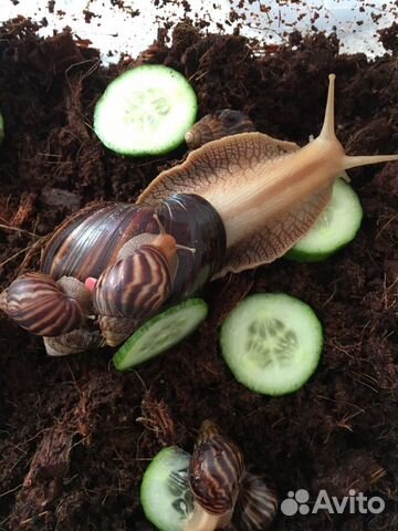 Отдам Улиток Ахатинов