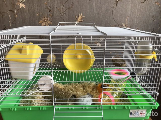 Джунгарский хомячок