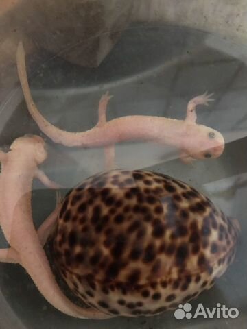 Испанский тритон