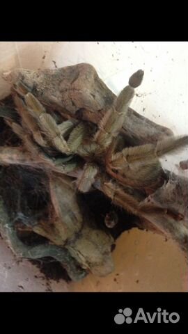 Птицеед Psalmopoeus cambridgei