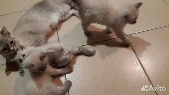 Балинезийские котята