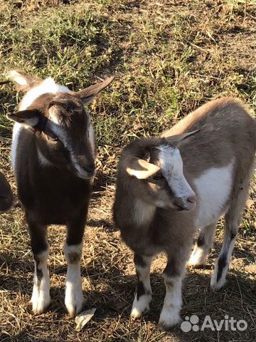 Козлик и козочка