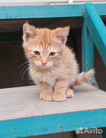 Рыжий котёнок мальчик
