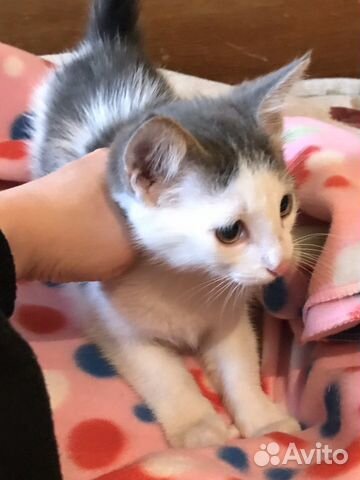 Котенок Чип