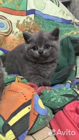 Шотландский котёнок