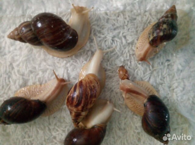 Улитки ахатины взрослые