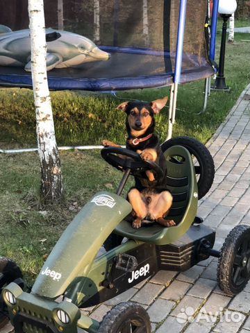 Собака в добрые руки