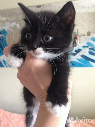 Котята окраса Феликс