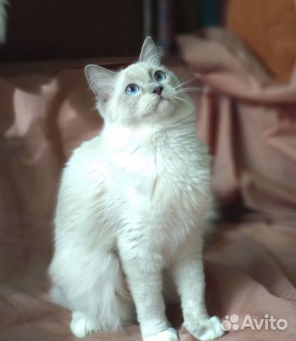 Котята рэгдолл