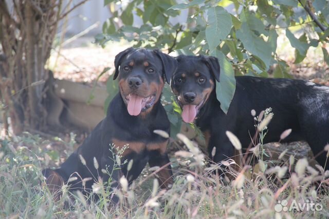 Щенки ротвейлера