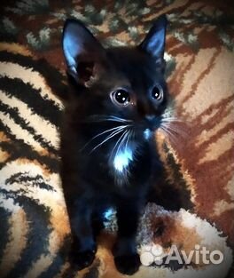 Кошечка с белыми усиками ищет дом