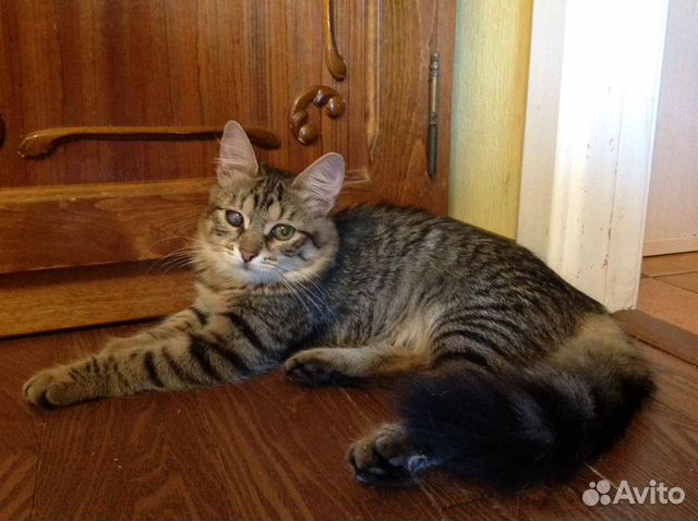 Особенные котята