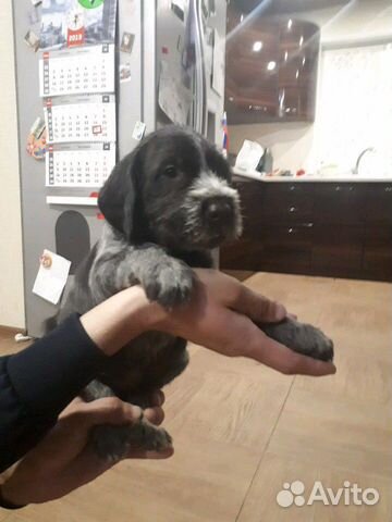 Немецкий дратхаар