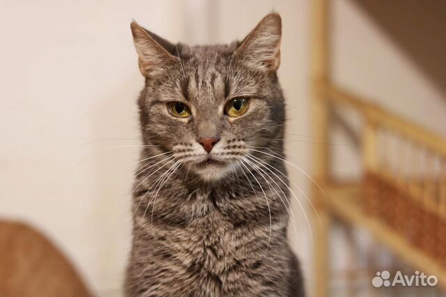 Забава, кошка-девочка 2 года