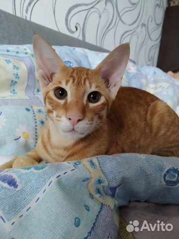Ориентальный котик