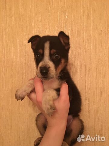 Щенок в добрые и надёжные руки
