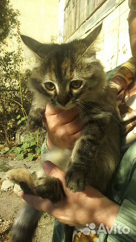 Кошечка
