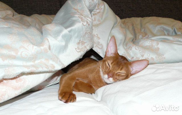 Абисинские котята, котенок Абиссинский