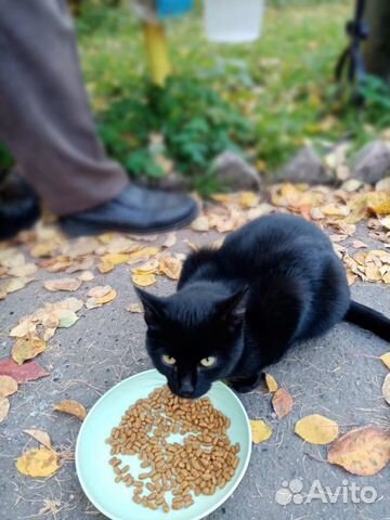 Котик ищет дом