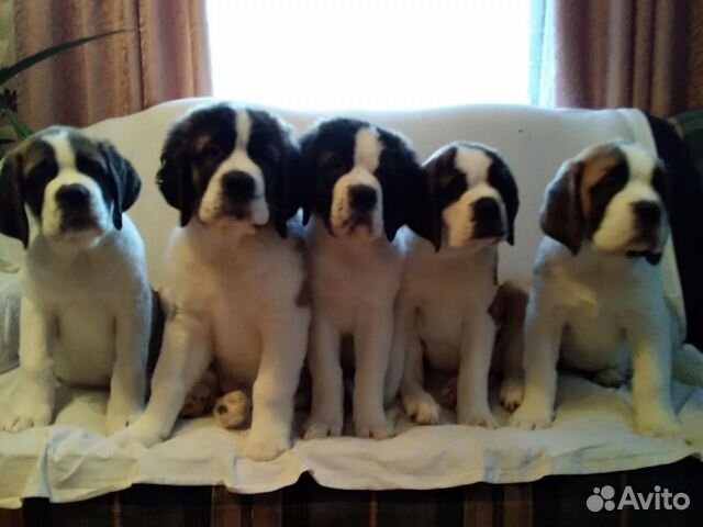 Лапули-красотули