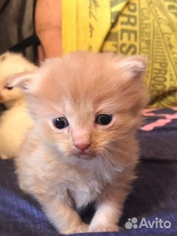 Котята